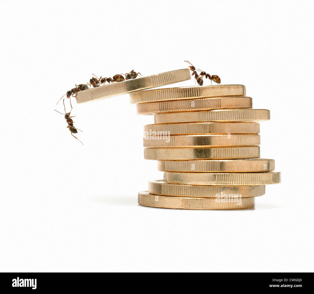 Pile of insects Cut Out Stock Images & Pictures - Alamy