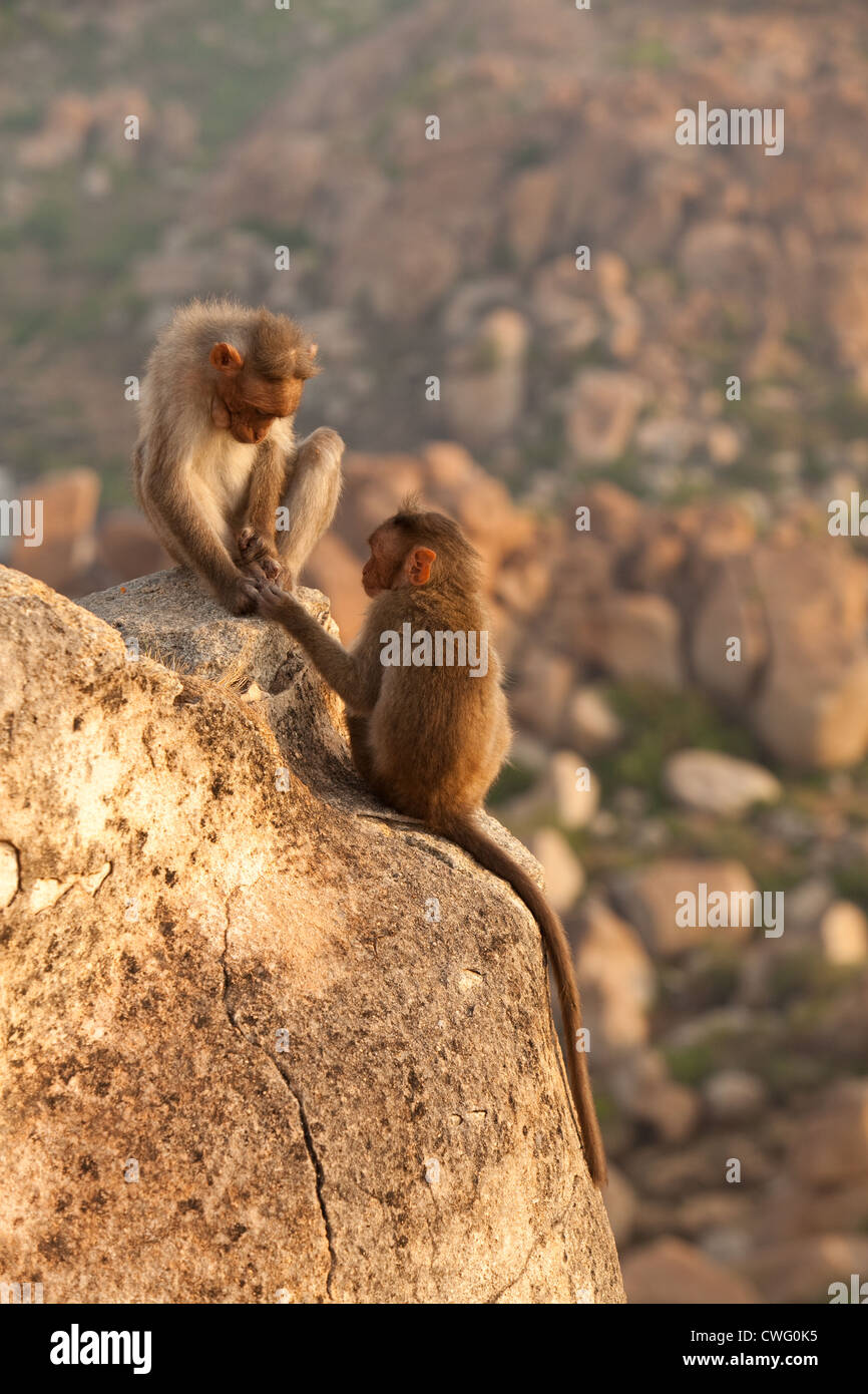 Bonnet macaque monkeys on Matanga Hill at sunrise in Hampi, Karnataka ...