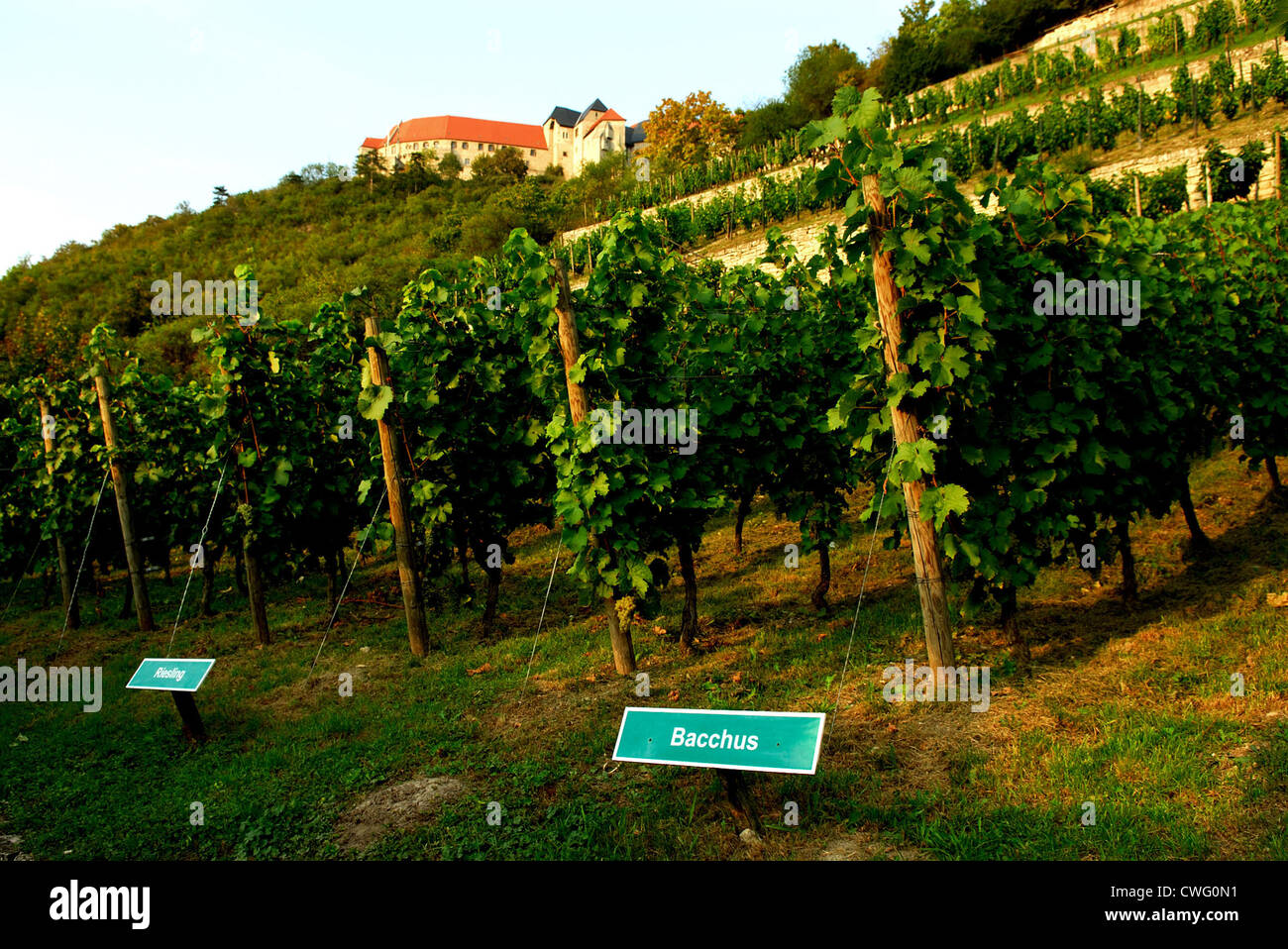 Freyburg, Neuenburg castle with vines Stock Photo - Alamy