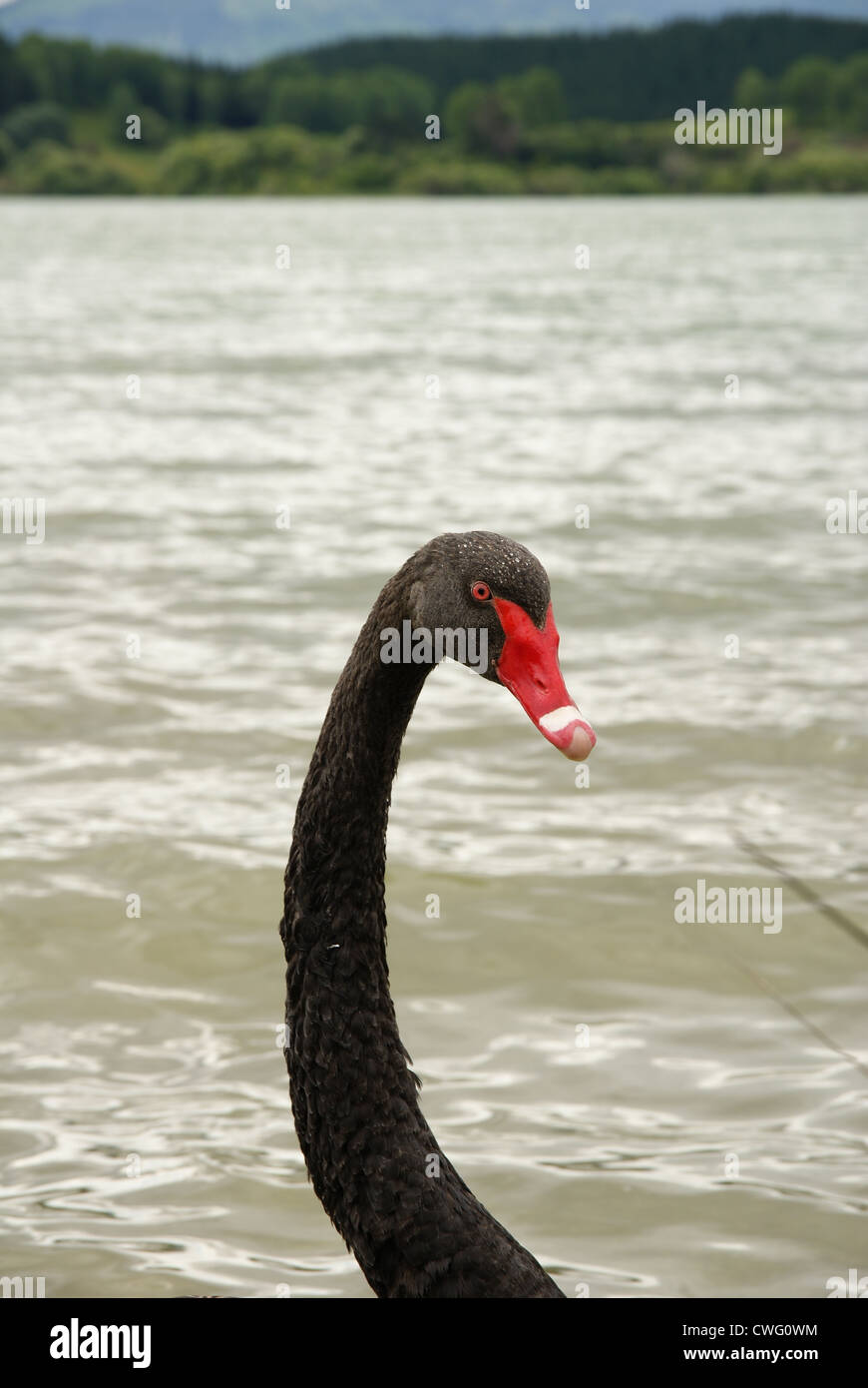 Australian black swan in nz hi-res stock photography and images - Alamy