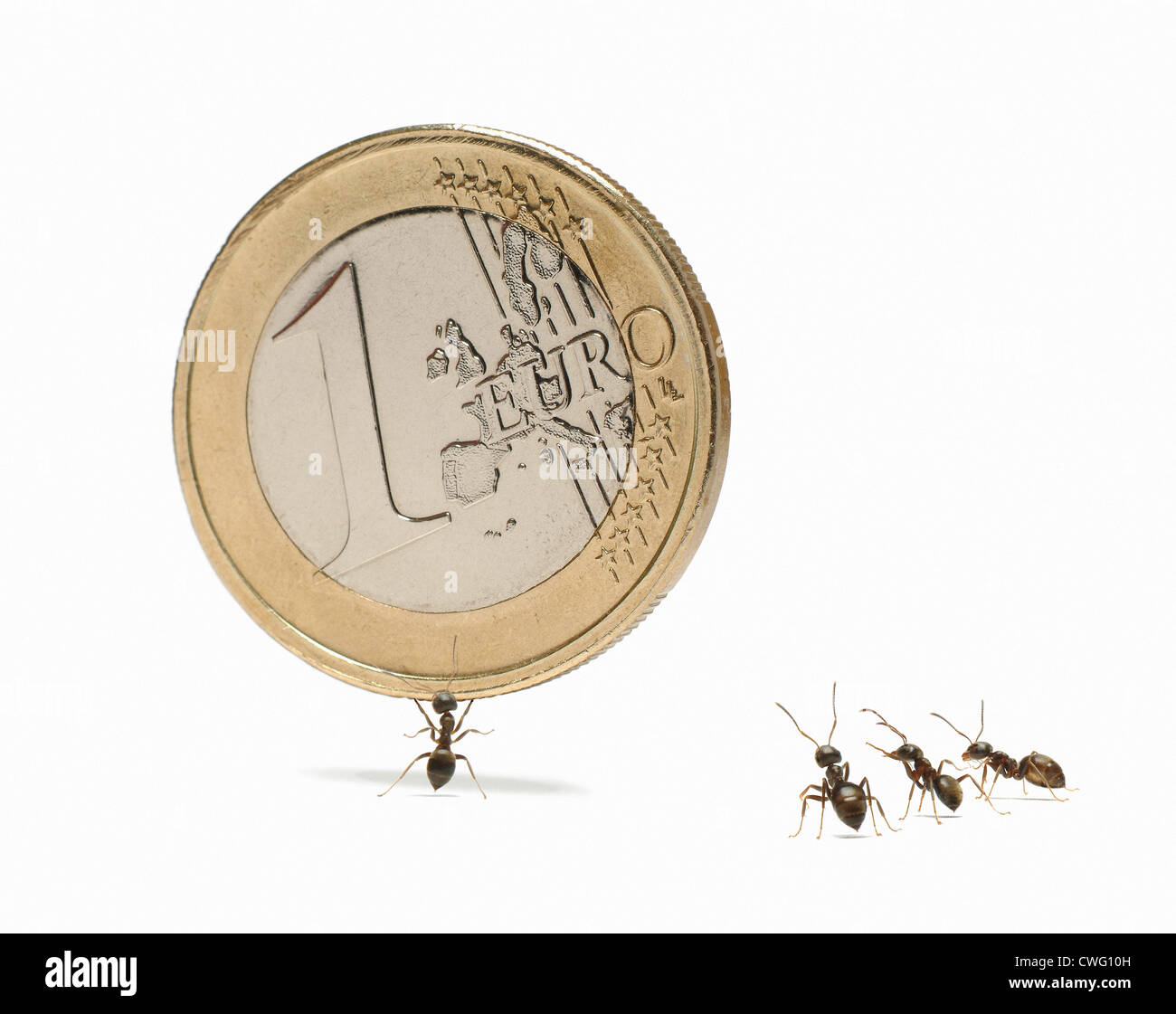 Ant holding hi-res stock photography and images - Alamy