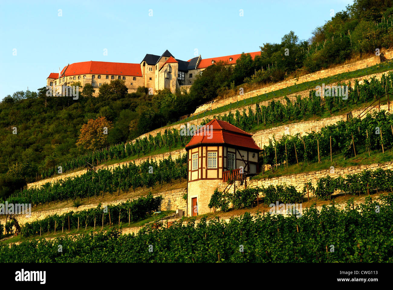 Freyburg, Neuenburg castle with vines Stock Photo - Alamy