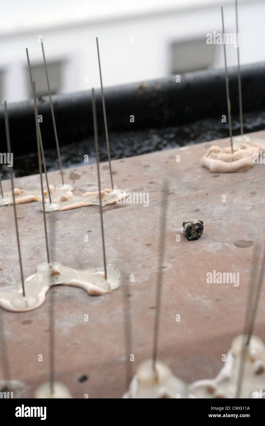 Steel tips for protection against pigeons and pigeon droppings Stock ...