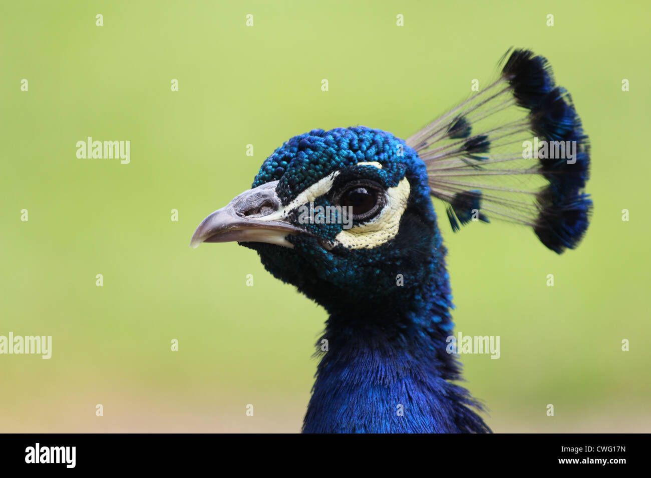 Peacocks head hi-res stock photography and images - Alamy