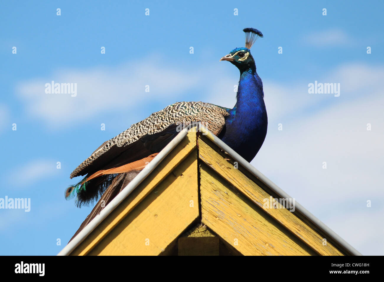 Peacock on roof hi-res stock photography and images - Alamy