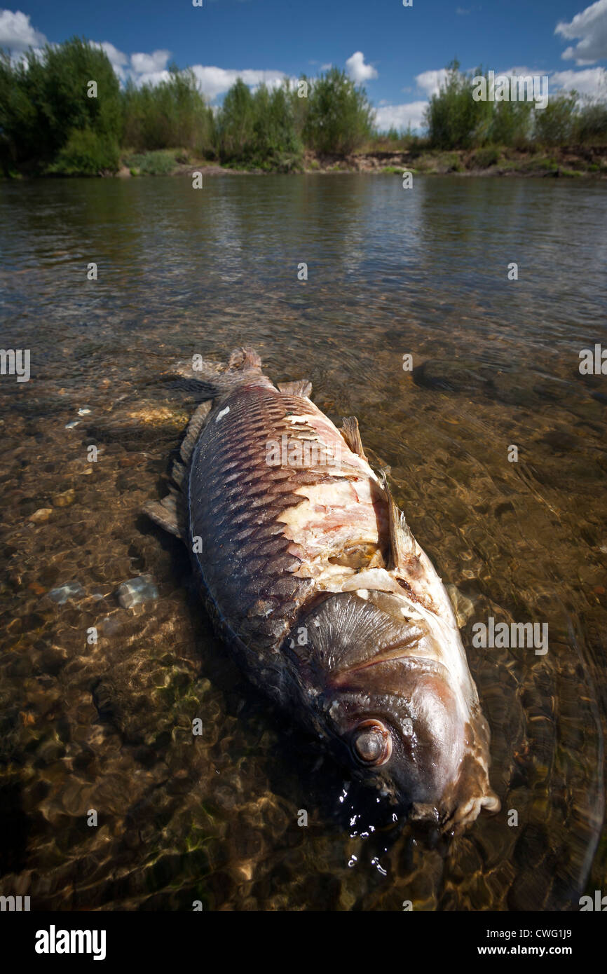 A dead carp (Cyprinus carpio carpio) in a state of decay in the Allier ...
