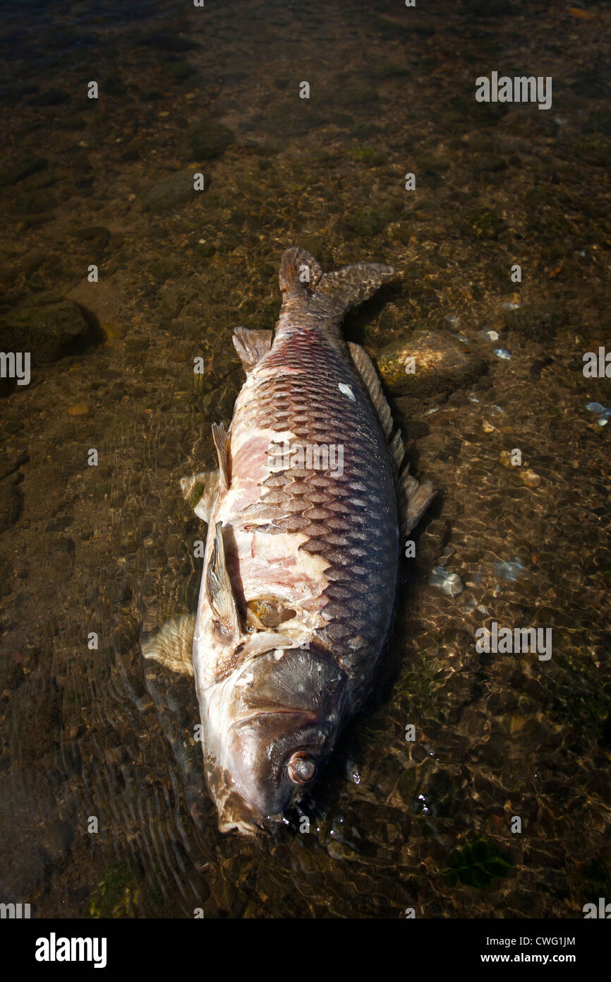 A dead carp (Cyprinus carpio carpio) in a state of decay in the Allier ...