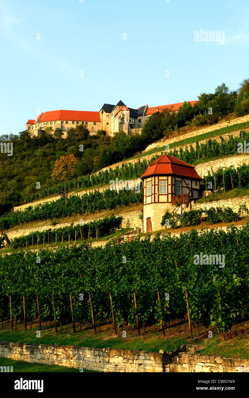Freyburg, Neuenburg castle with vines Stock Photo - Alamy