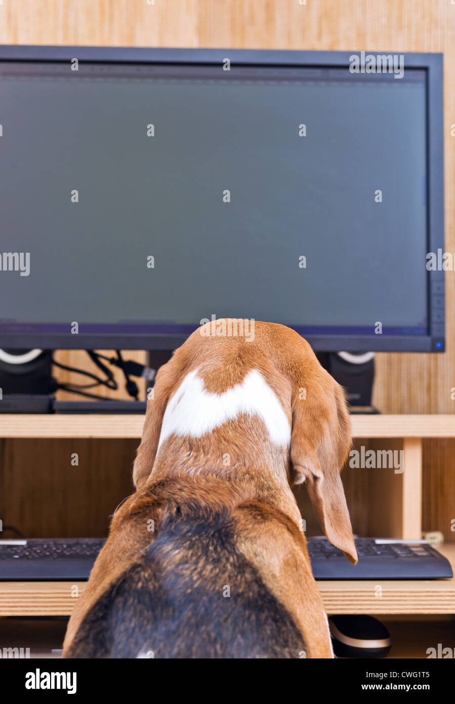 Dog sitting in front of the computer. Focus on a dog Stock Photo - Alamy