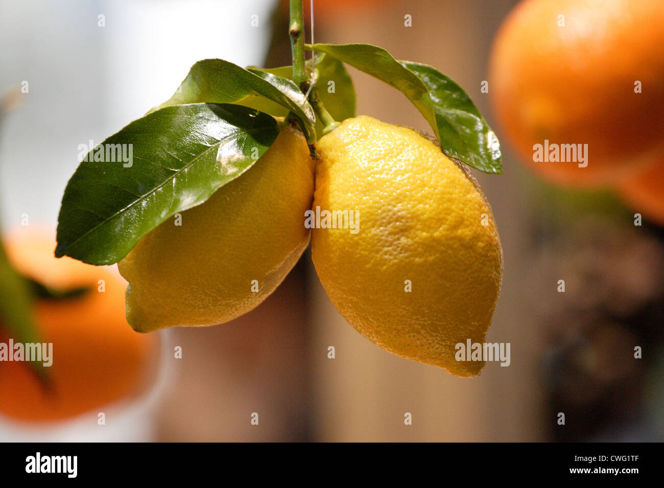 Berlin germany lemon tree hi-res stock photography and images - Alamy