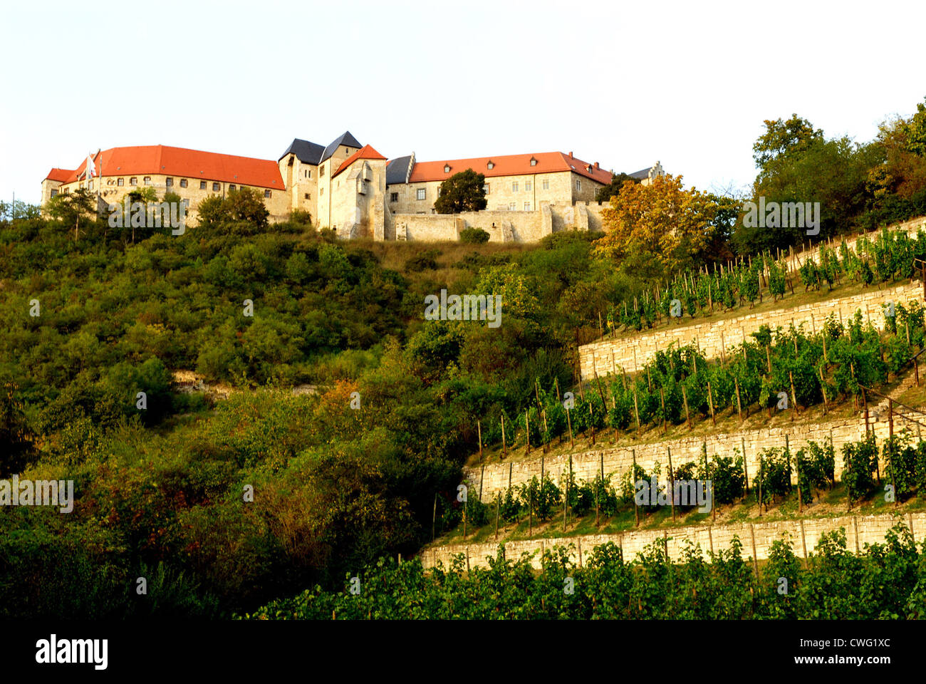 Freyburg, Neuenburg castle with vineyard Stock Photo - Alamy