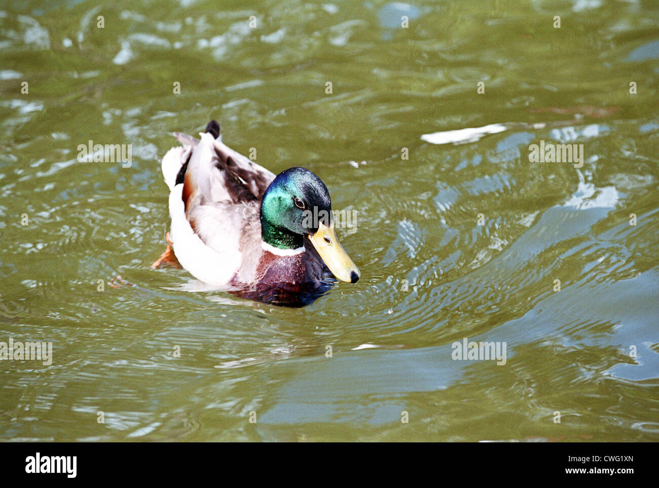 Drake on the water Stock Photo - Alamy