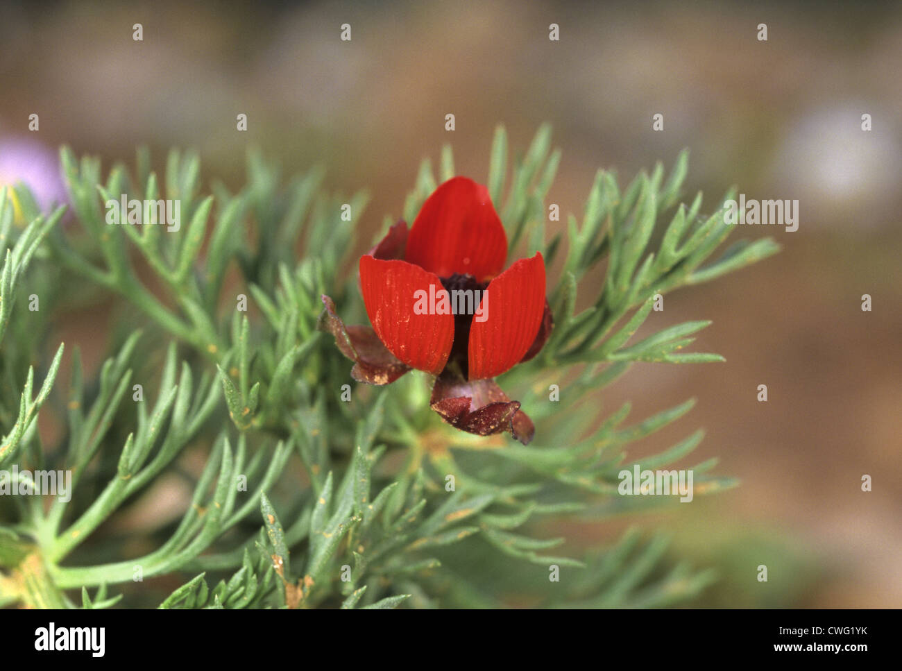 PHEASANT’S-EYE Adonis annua (Ranunculaceae Stock Photo - Alamy
