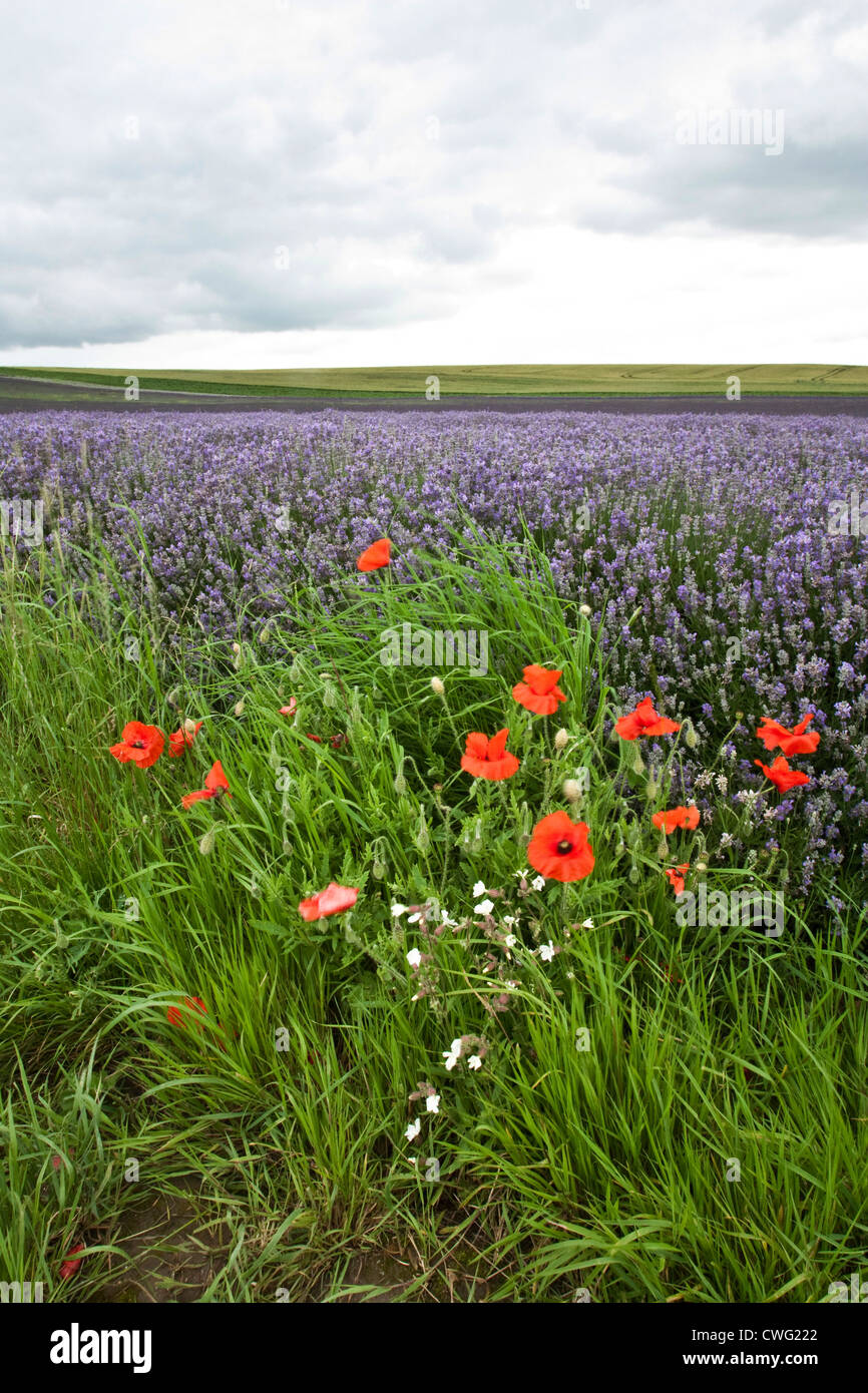 Lavender field with poppies in the foreground Stock Photo - Alamy