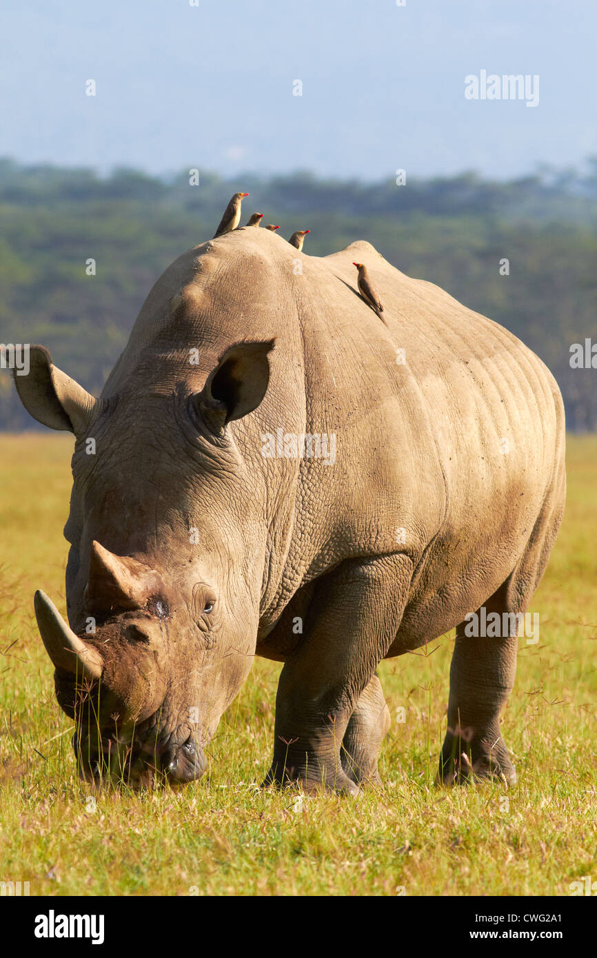 Oxpeckers hi-res stock photography and images - Alamy