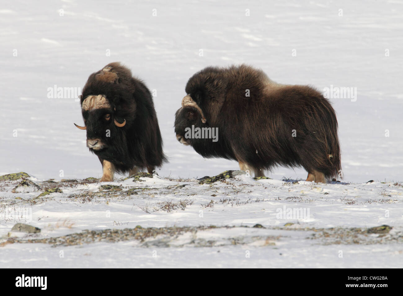 musk ox in winter dovre national park norway Stock Photo - Alamy