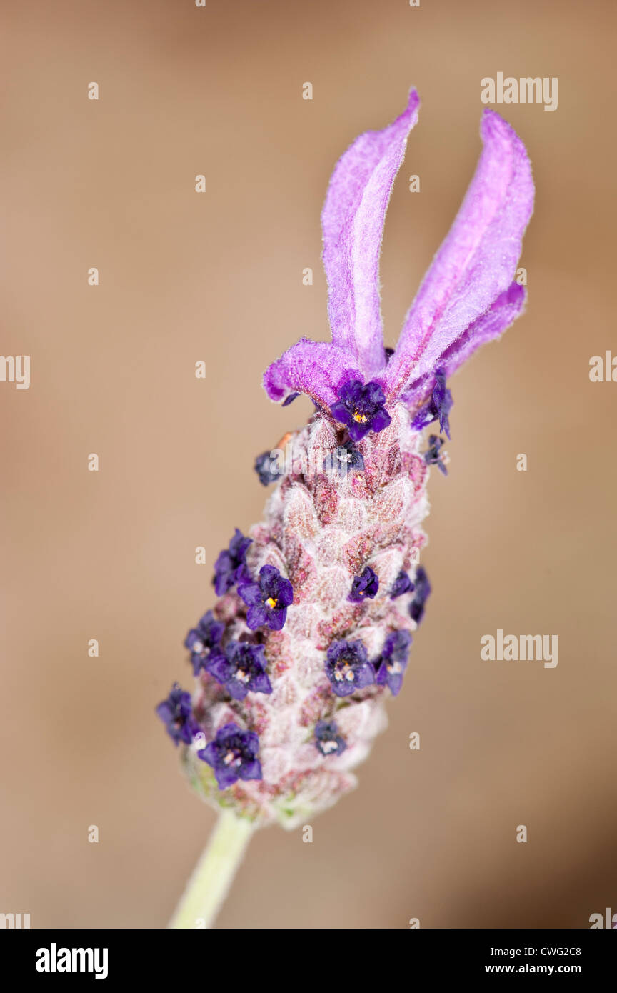 Spike lavender hi-res stock photography and images - Alamy