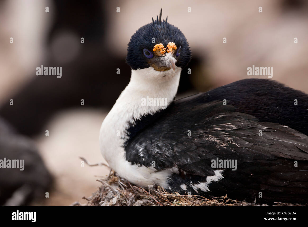 Imperial Cormorant (Phalacrocorax atriceps albiventer) adult on it's ...