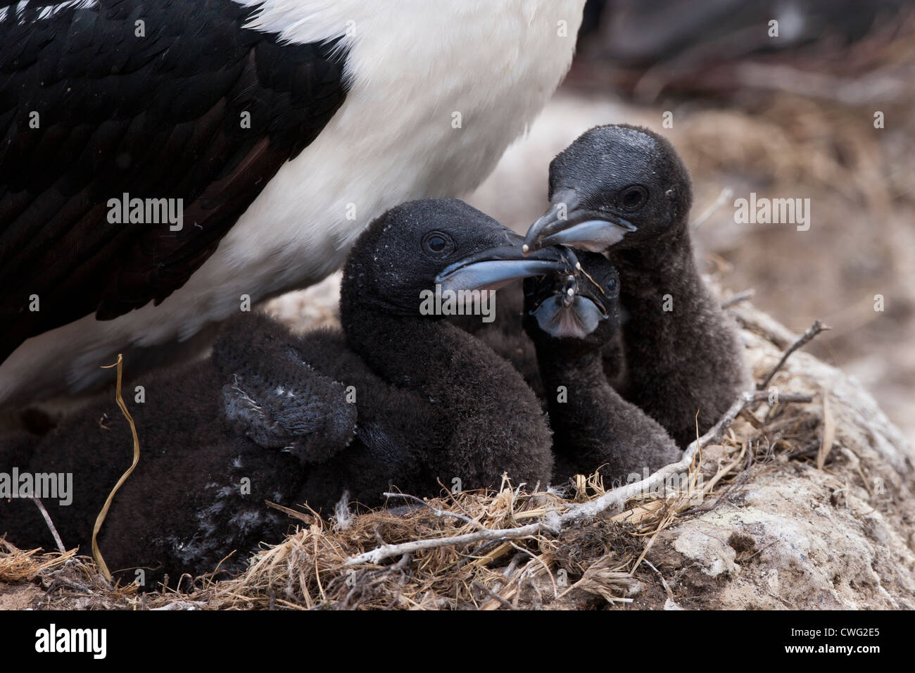 Imperial Cormorant (Phalacrocorax atriceps albiventer) adult on a nest ...