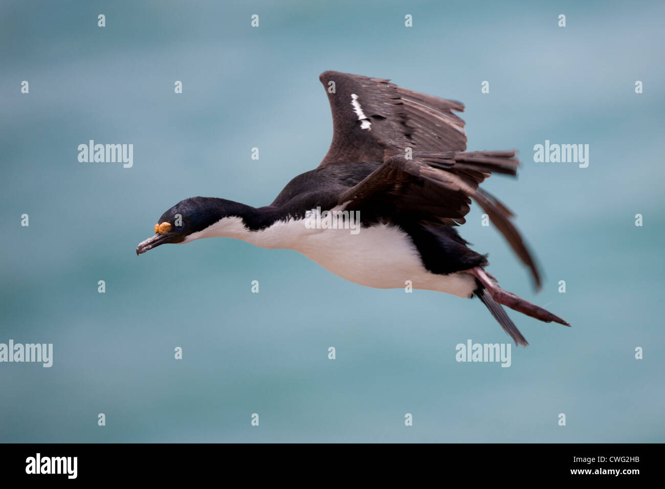 Imperial Cormorant (Phalacrocorax atriceps albiventer) adult in flight ...