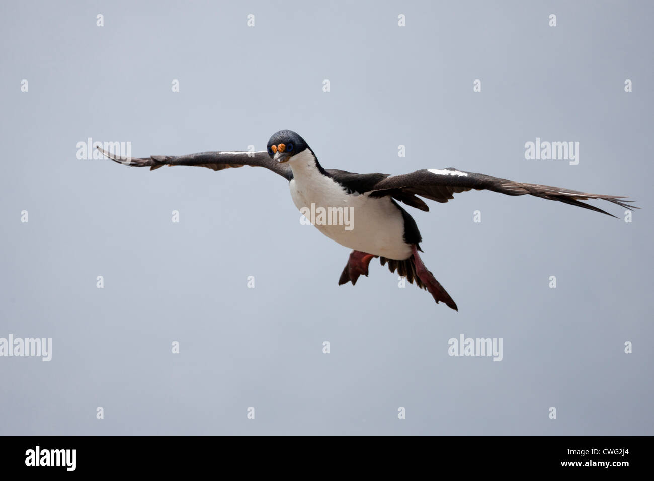 Imperial Cormorant (Phalacrocorax atriceps albiventer) adult in flight ...