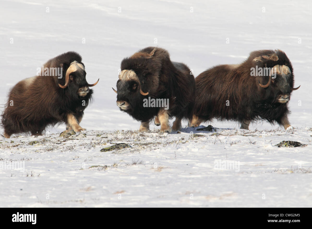 musk ox in winter dovre national park norway Stock Photo - Alamy