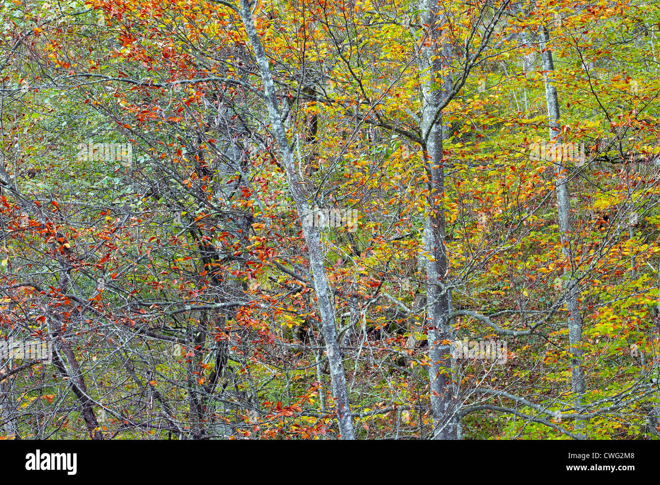 Fall foliage art hi-res stock photography and images - Alamy