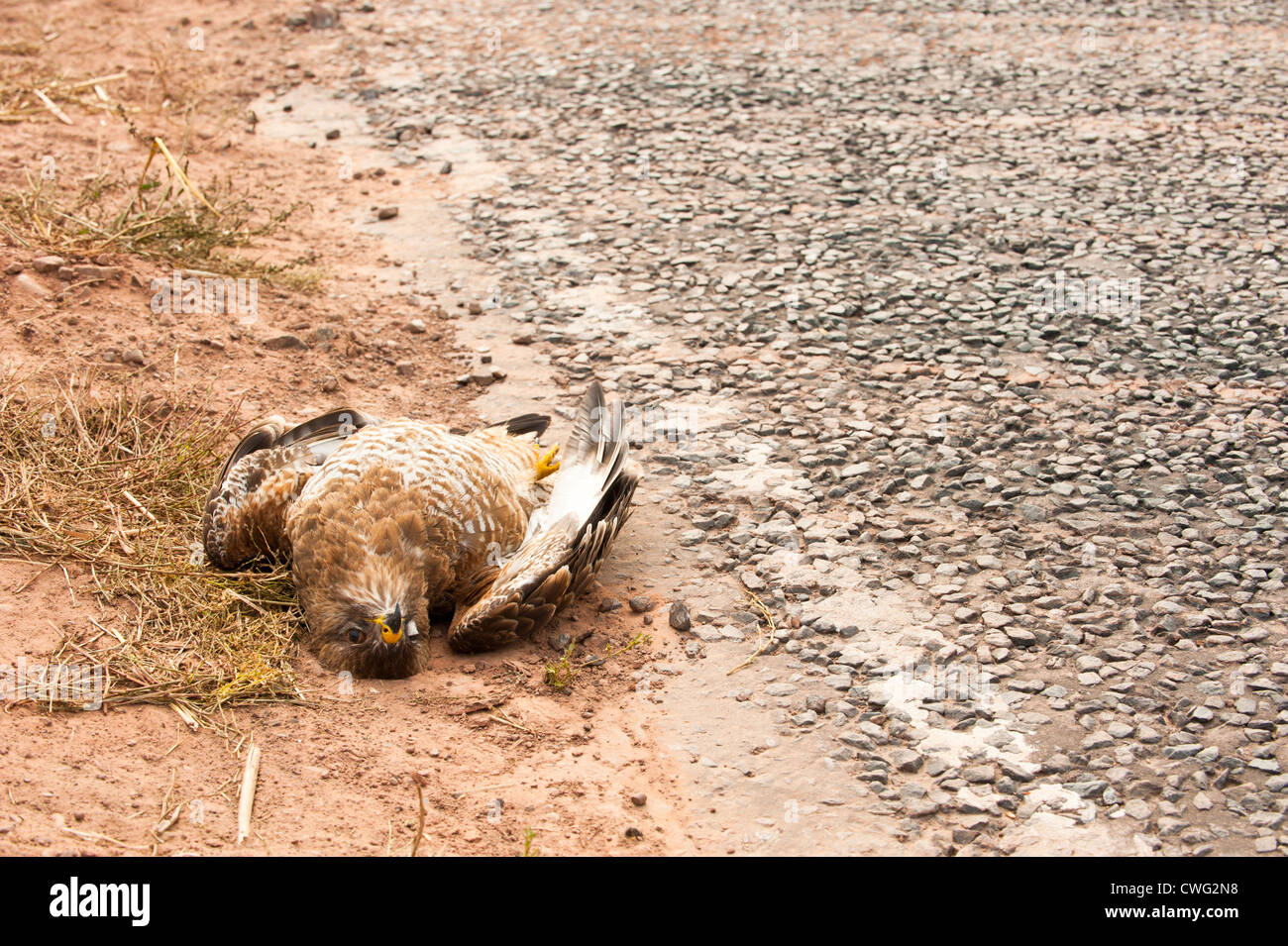 A Buzzard lies dead at the side of a country road having been struck by ...