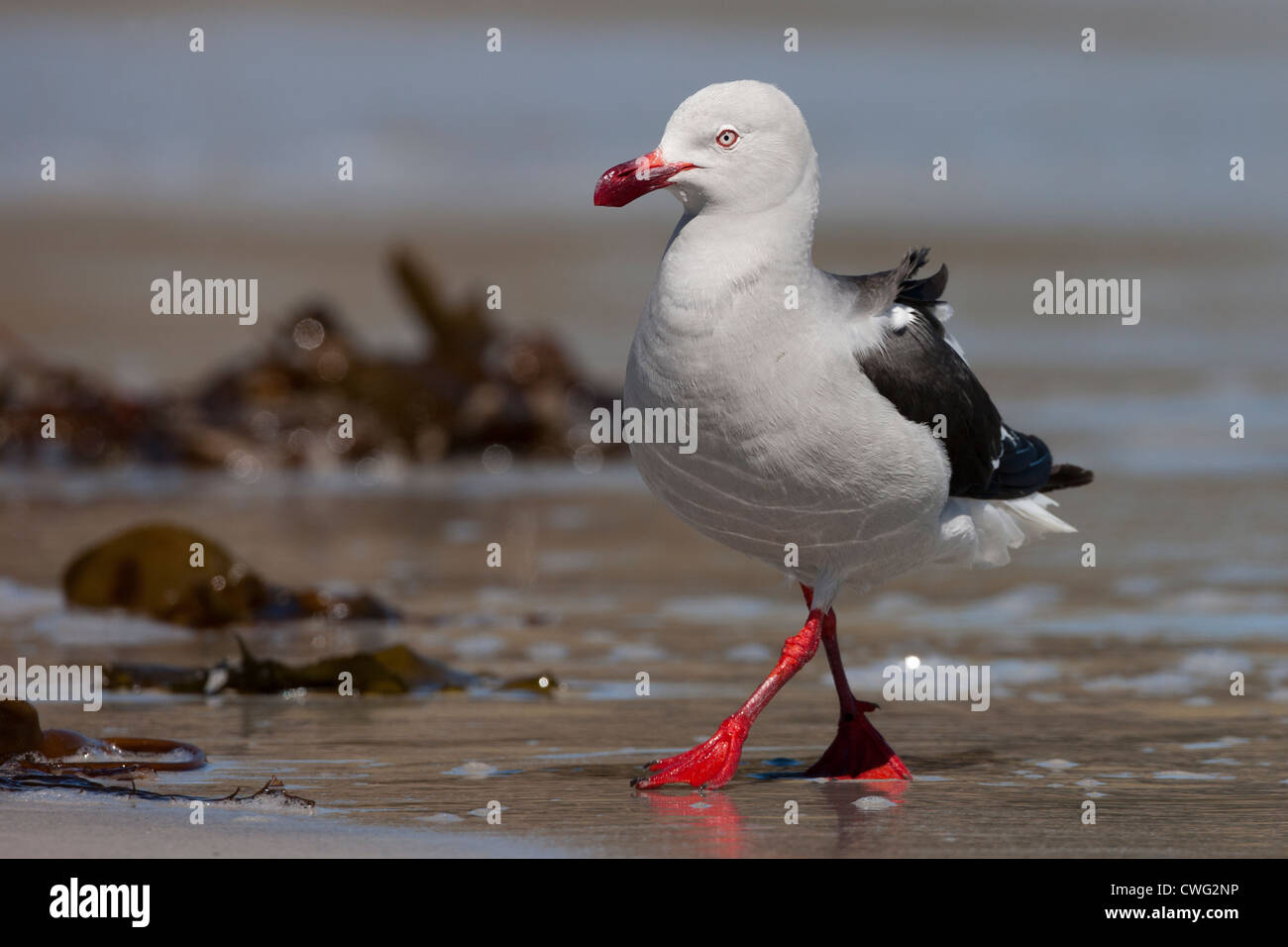 Dolphin Gull (Leucophaeus scoresbii), adult in breeding plumage ...
