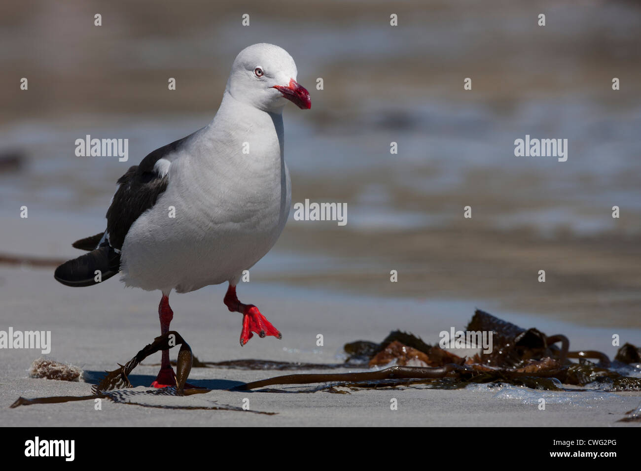 Dolphin Gull (Leucophaeus scoresbii), adult in breeding plumage ...