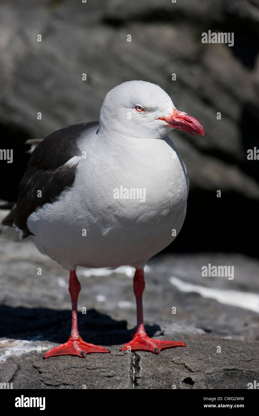 Dolphin Gull (Leucophaeus scoresbii), adult in breeding plumage resting ...