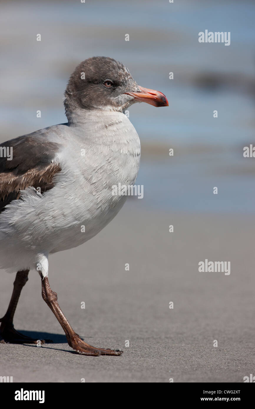 Dolphin Gull (Leucophaeus scoresbii), second summer plumage foraging in ...