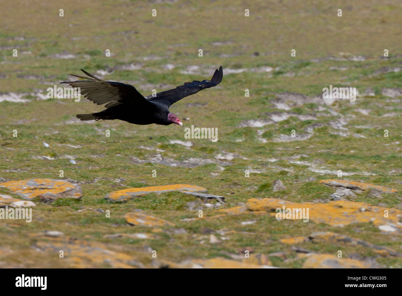 Immature turkey vulture hi-res stock photography and images - Alamy
