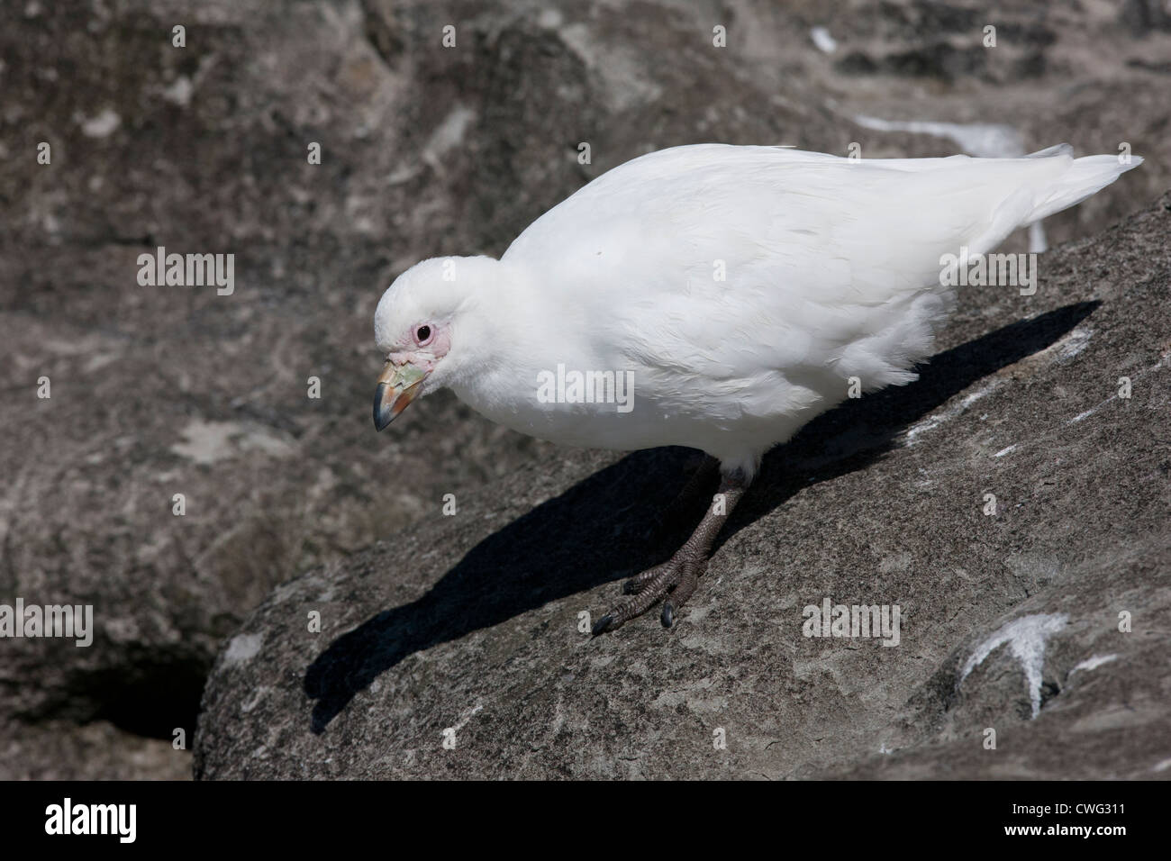Snowy Sheathbill (Chionis albus) foraging for food on Saunders Island ...