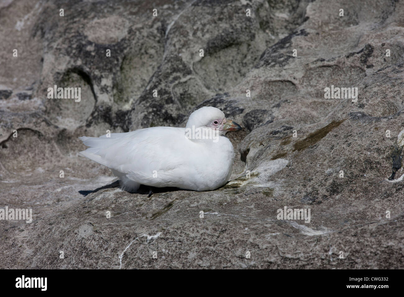 Snowy Sheathbill (Chionis albus) resting on Saunders Island in the ...