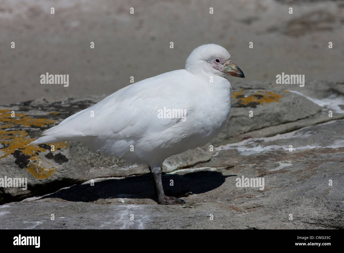 Snowy Sheathbill (Chionis albus) resting on Saunders Island in the ...