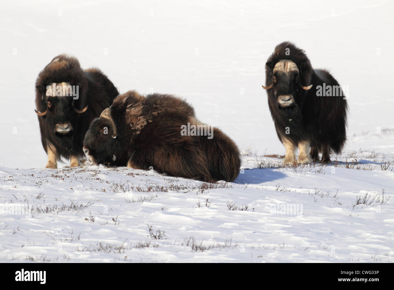 musk ox in winter dovre national park norway Stock Photo - Alamy