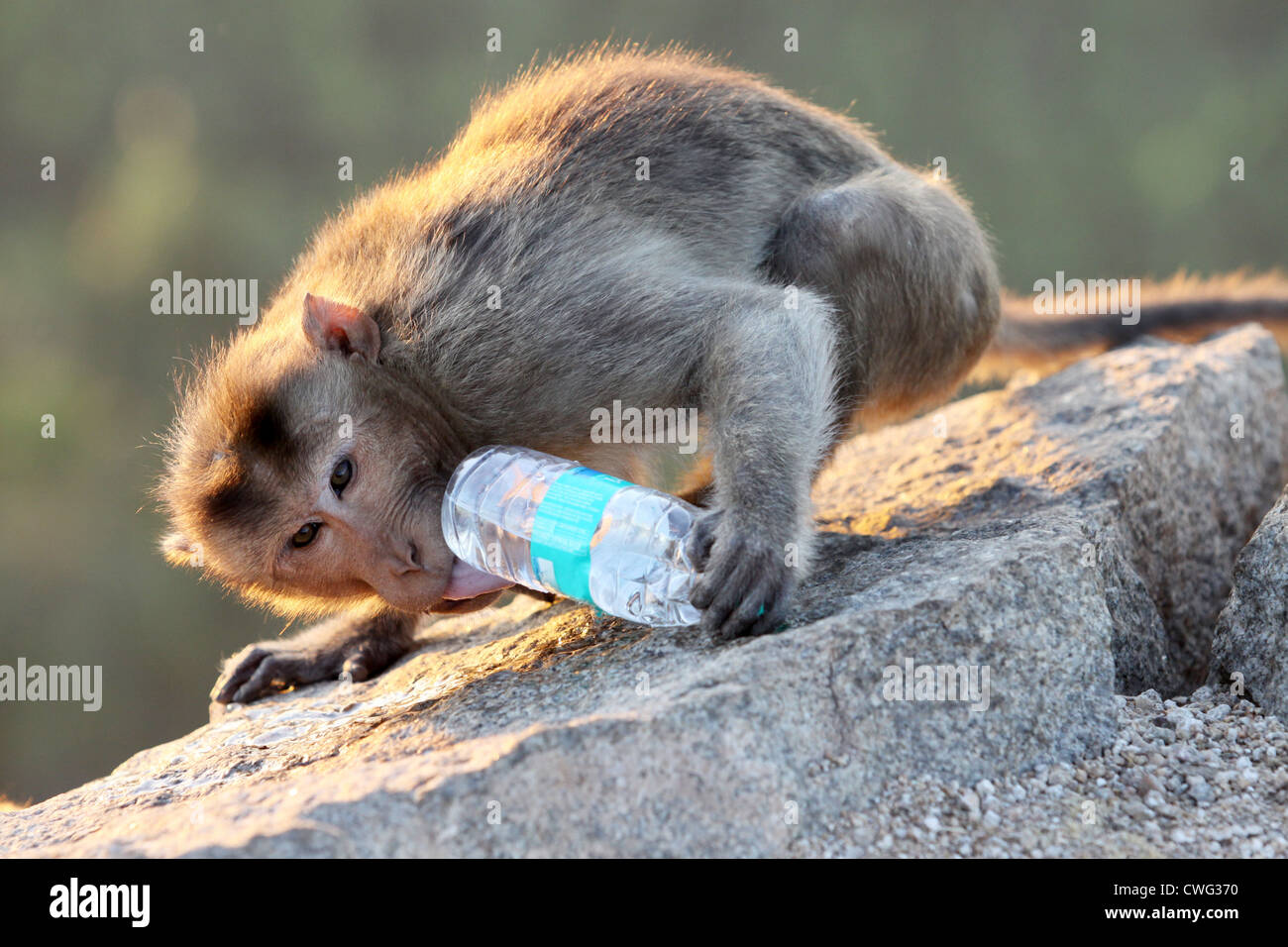 Macaque monkey drinks from hi-res stock photography and images - Alamy