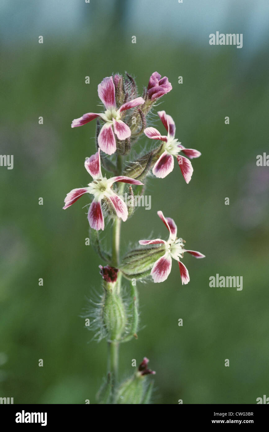 SMALL-FLOWERED CATCHFLY Silene gallica (Caryophyllaceae Stock Photo - Alamy