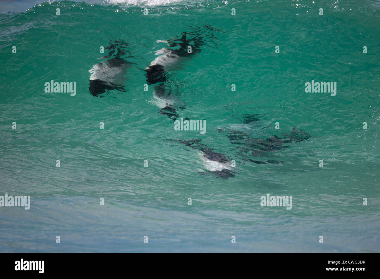 Commerson's Dolphin (Cephalorhynchus commersonii) fishing in the surf ...