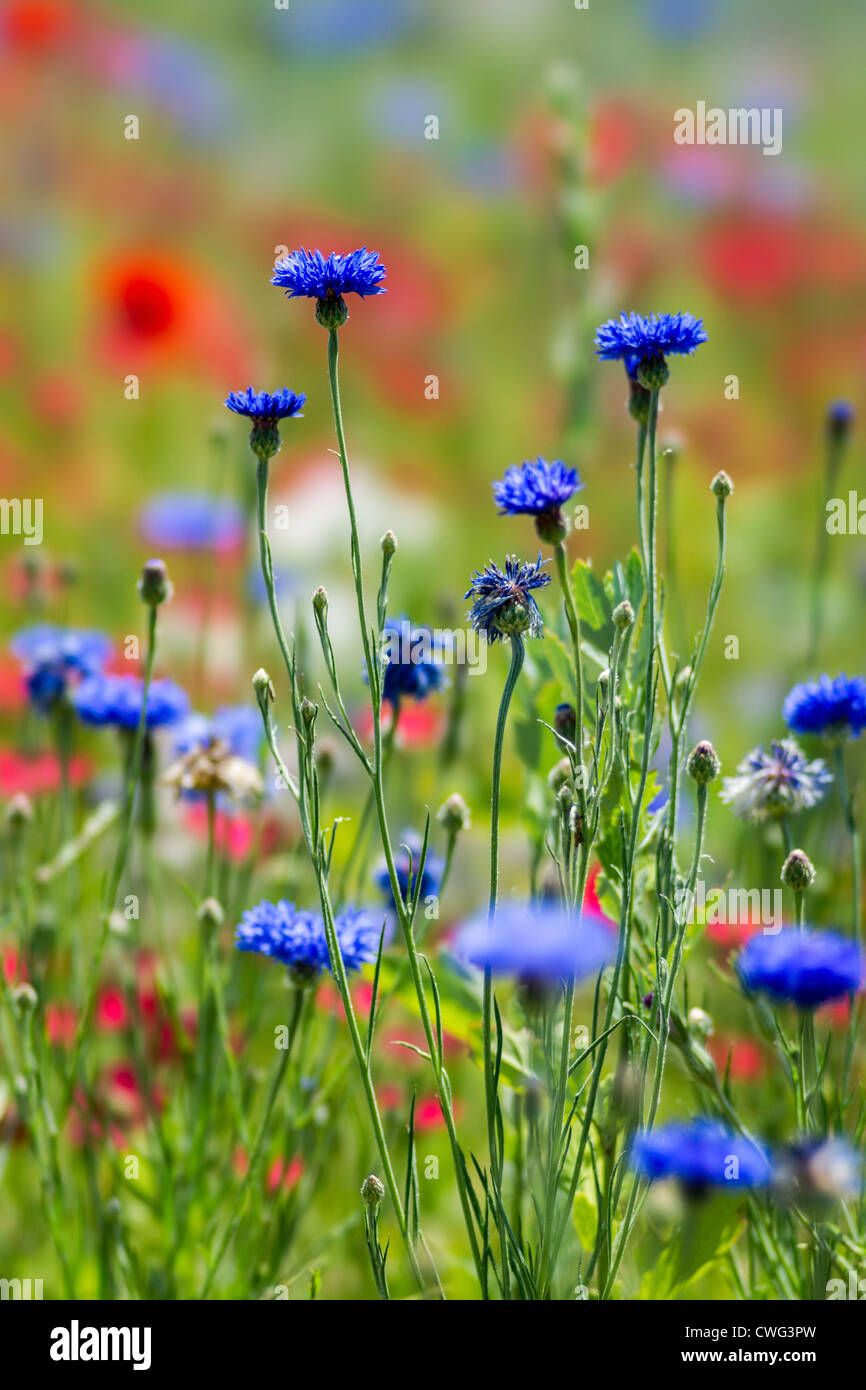 Filed flowers hi-res stock photography and images - Alamy