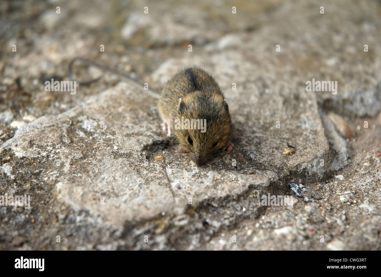 Wild mouse (Mus musculus) sitting on stone floor Stock Photo - Alamy