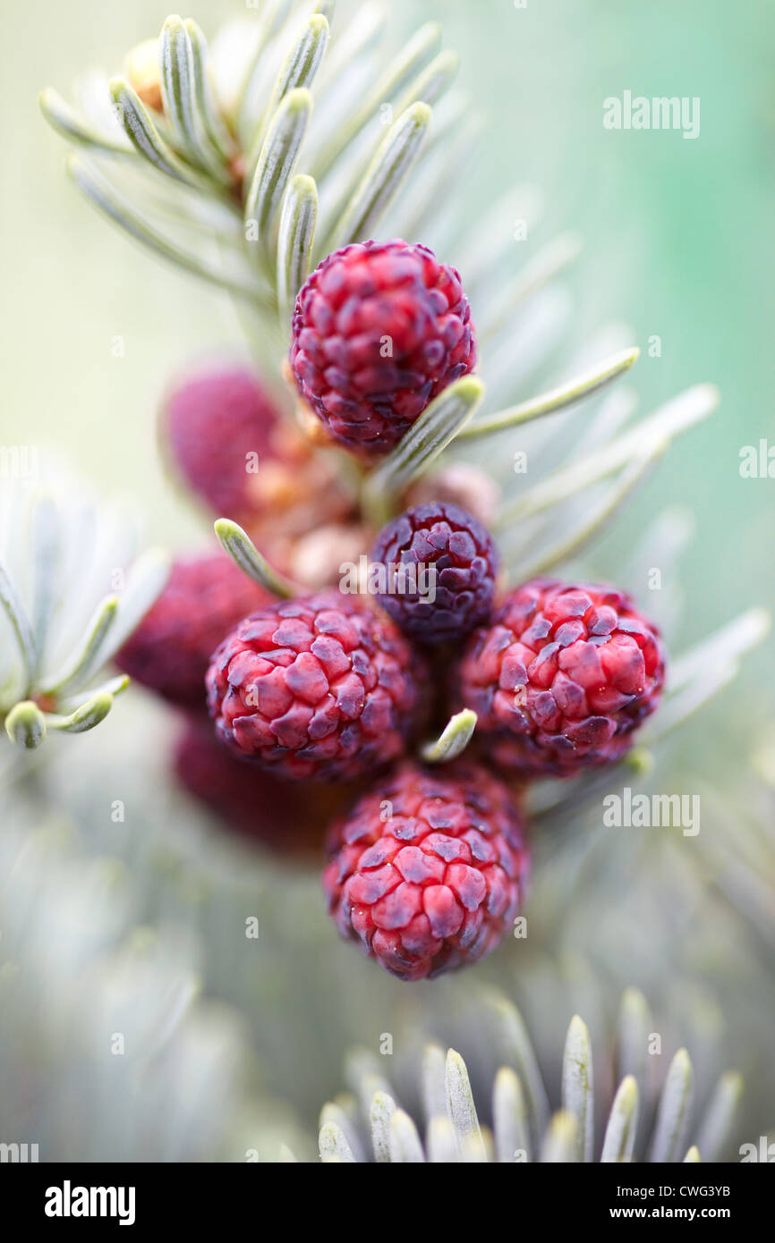 Silver fir male strobilus Stock Photo - Alamy