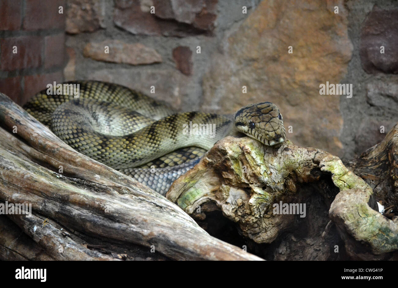 Amethystine Python Stock Photo - Alamy