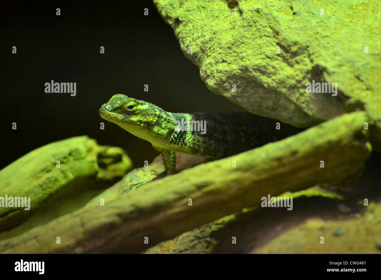 Blue Spiny Lizard (Sceloporus serrifer Stock Photo - Alamy