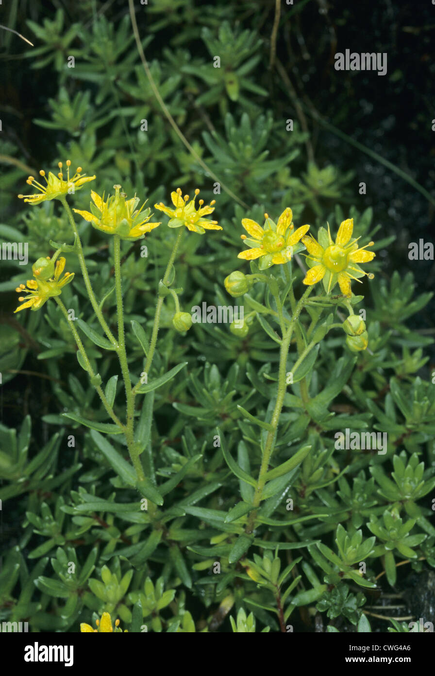 YELLOW SAXIFRAGE Saxifraga aizoides (Saxifragaceae Stock Photo - Alamy