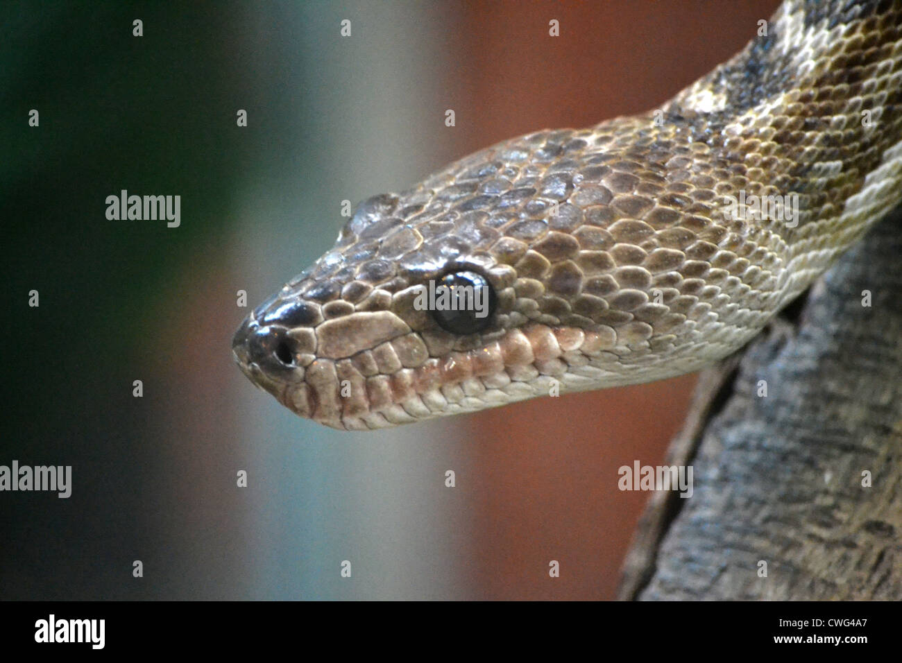 Cuban reptile hi-res stock photography and images - Alamy