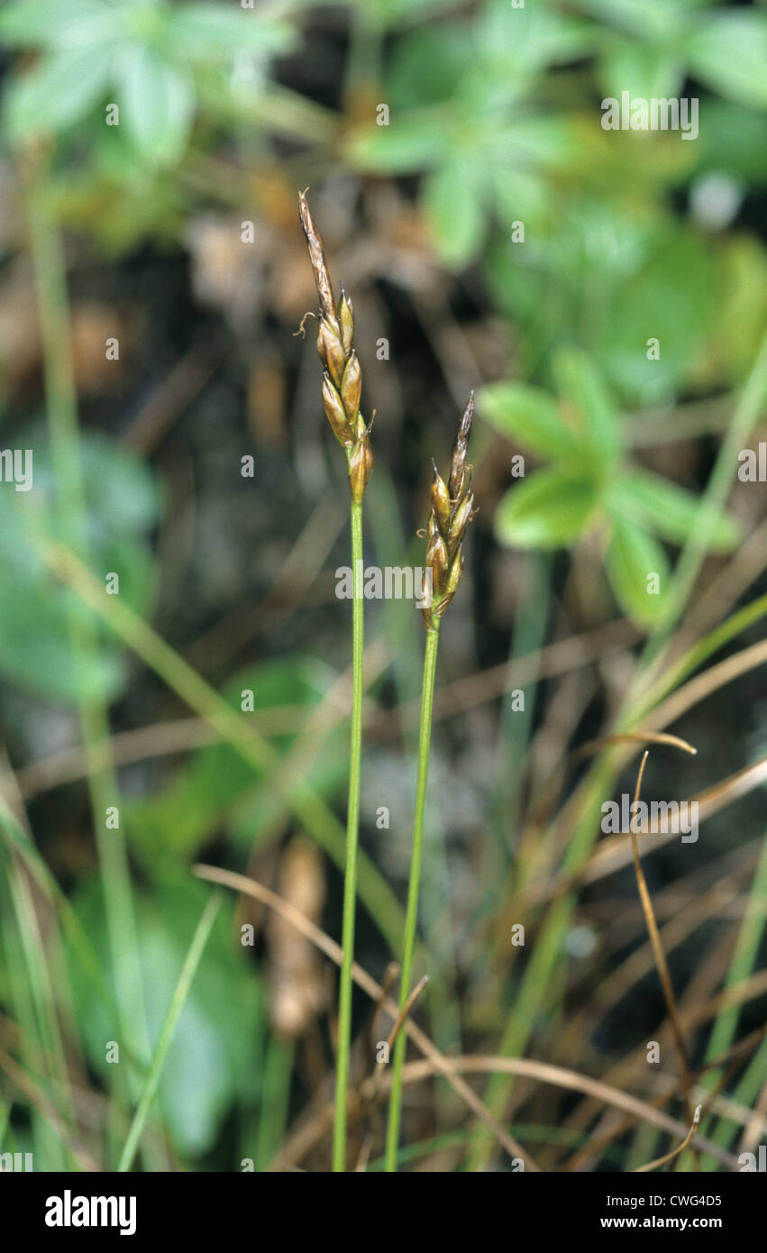 ROCK SEDGE Carex rupestris (Cyperaceae Stock Photo - Alamy