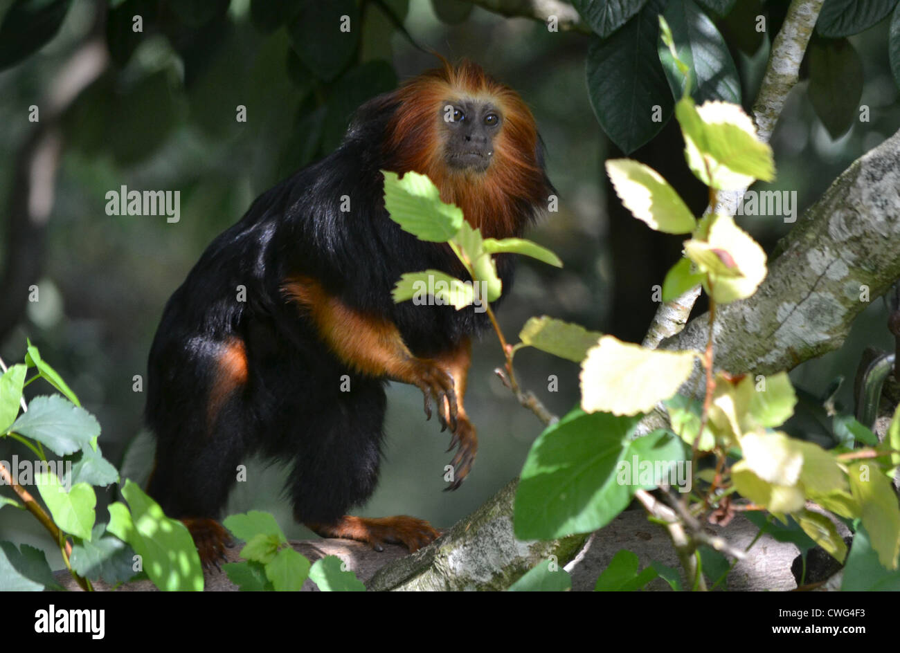 Golden headed lion tamarin hi-res stock photography and images - Alamy