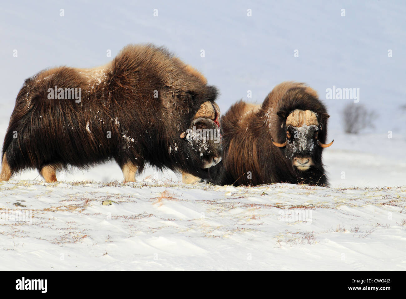 musk ox in winter dovre national park norway Stock Photo - Alamy